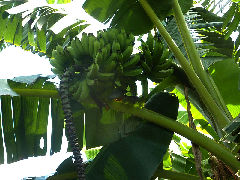 biodigestor-bananas | Anovafloresta – Permacultura – Agroflorestal ...
